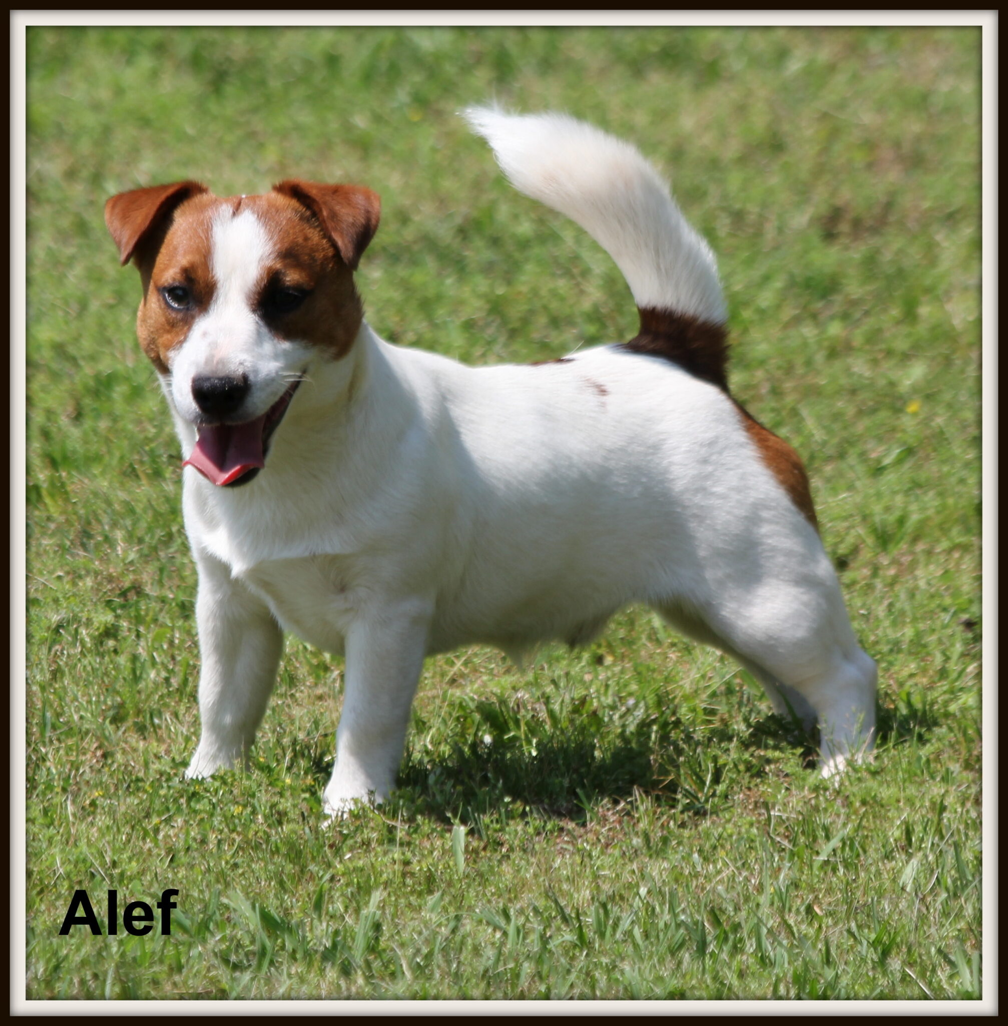 Short Legged Jack Russell Puppies For Sale in Louisiana | Russellville ...