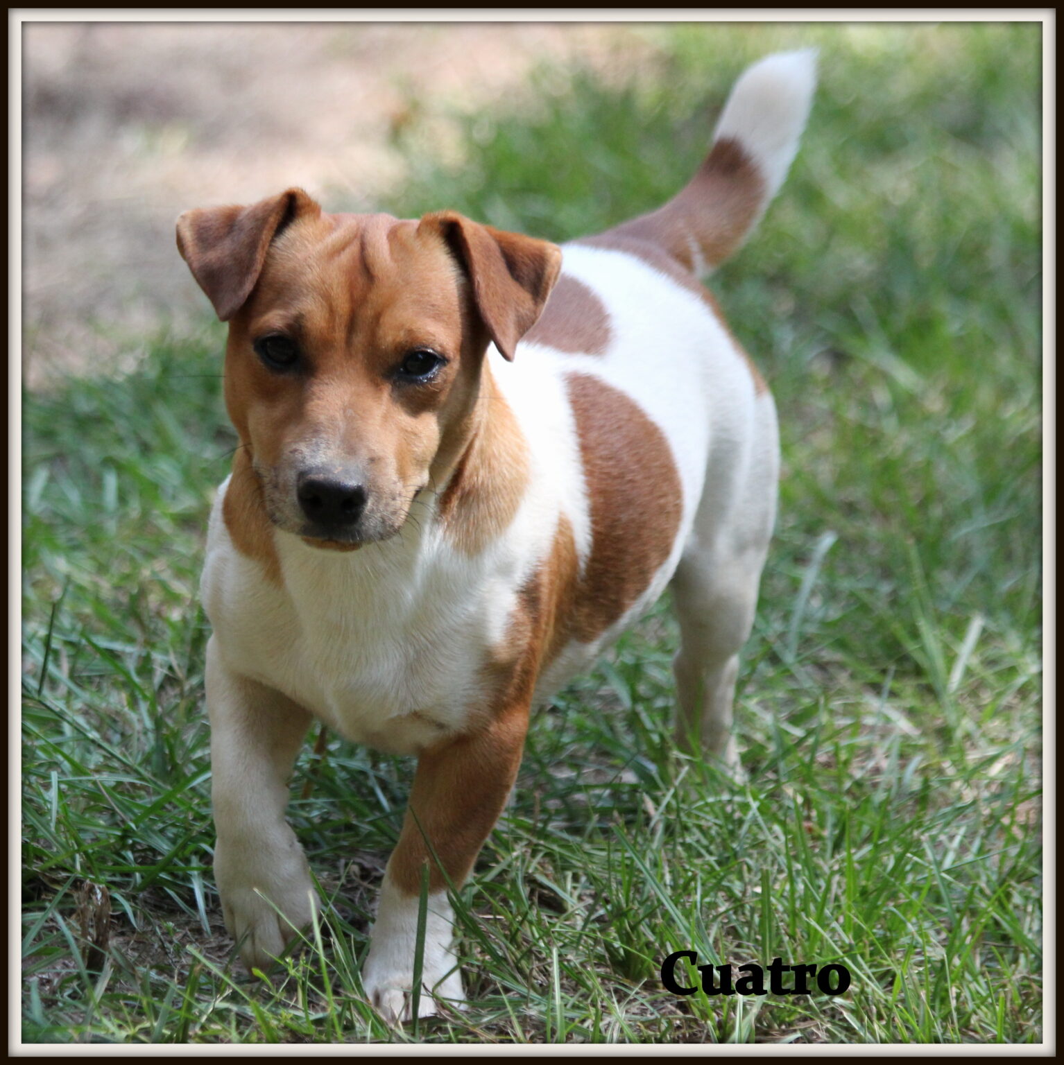 Short Legged Jack Russell Puppies For Sale in Louisiana | Russellville ...