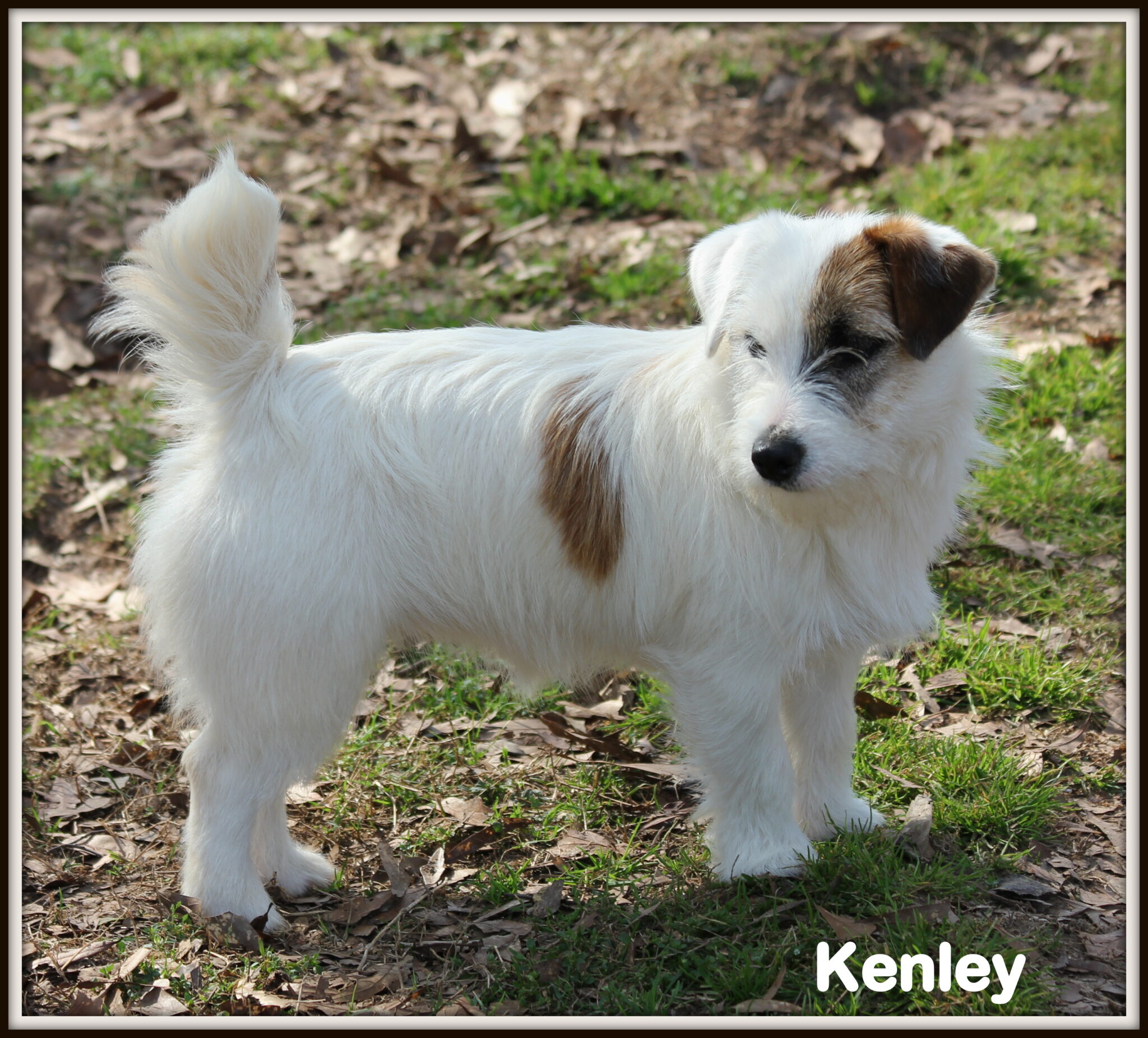 Short Legged Jack Russell Puppies For Sale in Louisiana | Russellville ...