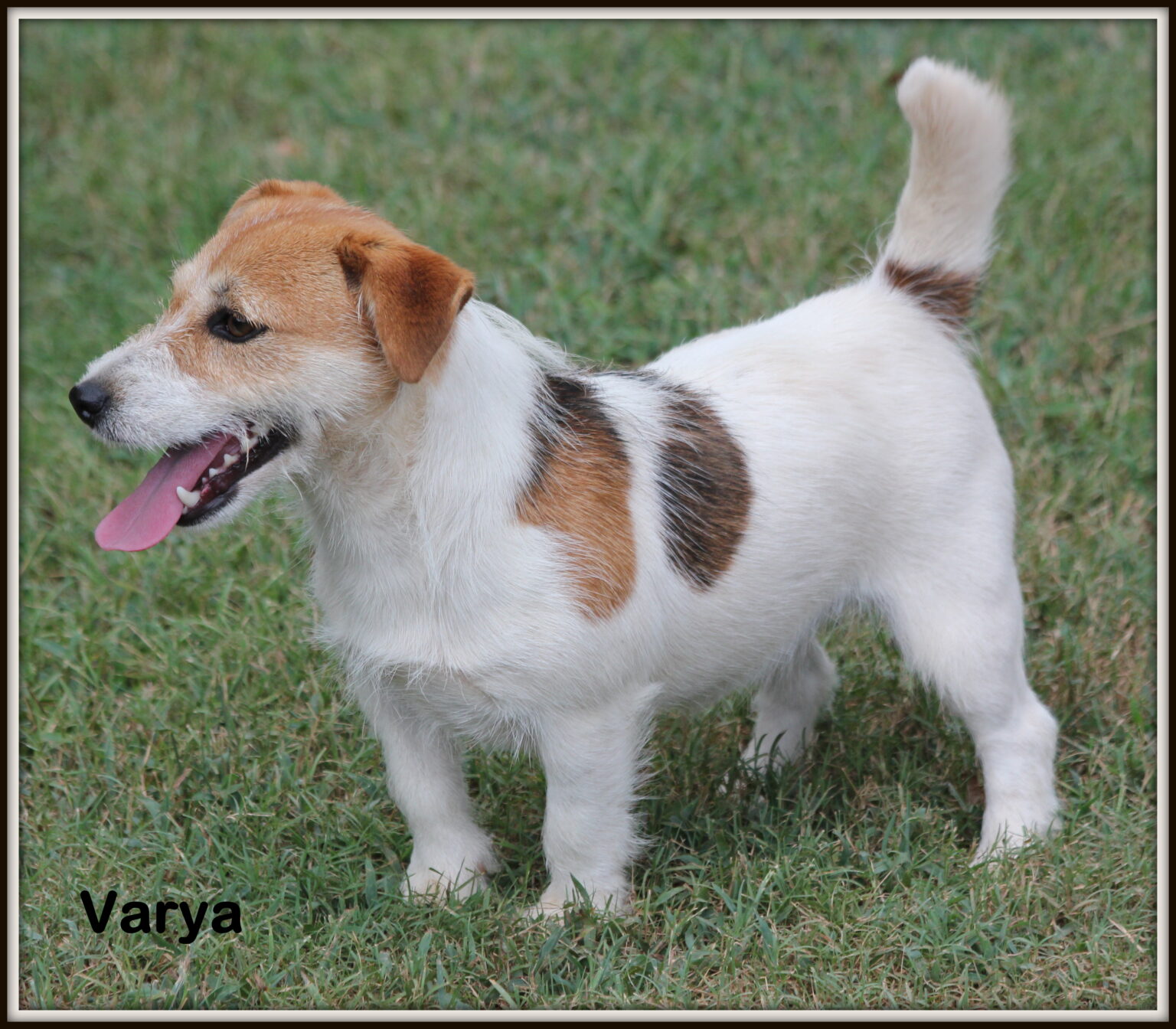 Short Legged Jack Russell Puppies For Sale in Louisiana | Russellville ...