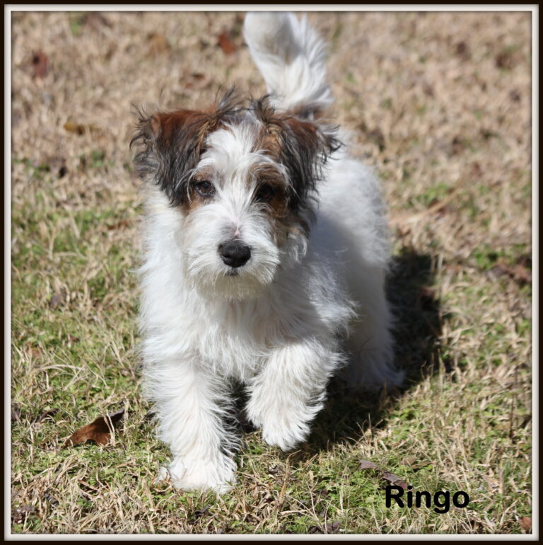Short Legged Jack Russell Puppies For Sale in Louisiana | Russellville ...