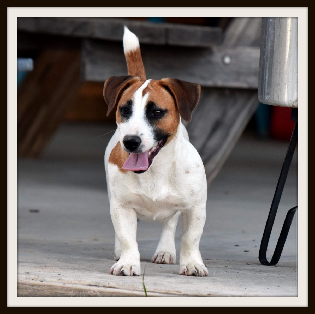 Short Legged Jack Russell Puppies For Sale in Louisiana | Russellville ...