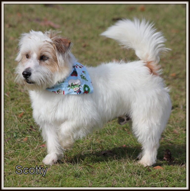 Short Legged Jack Russell Puppies For Sale in Louisiana | Russellville ...