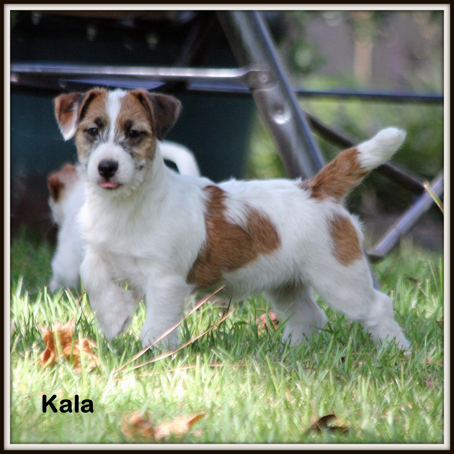 Short Legged Jack Russell Puppies For Sale in Louisiana | Russellville ...