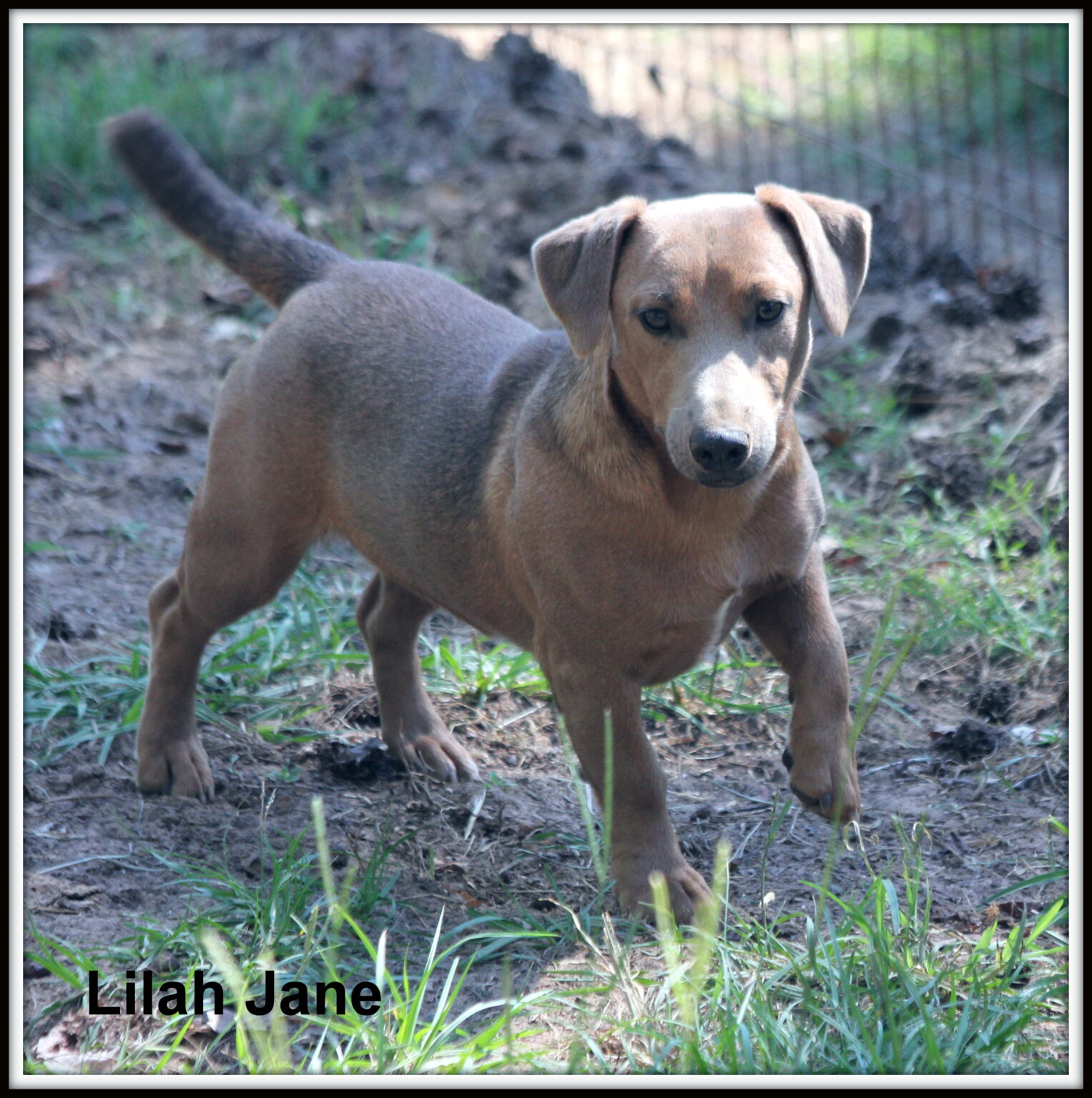 Short Legged Jack Russell Puppies For Sale in Louisiana | Russellville ...