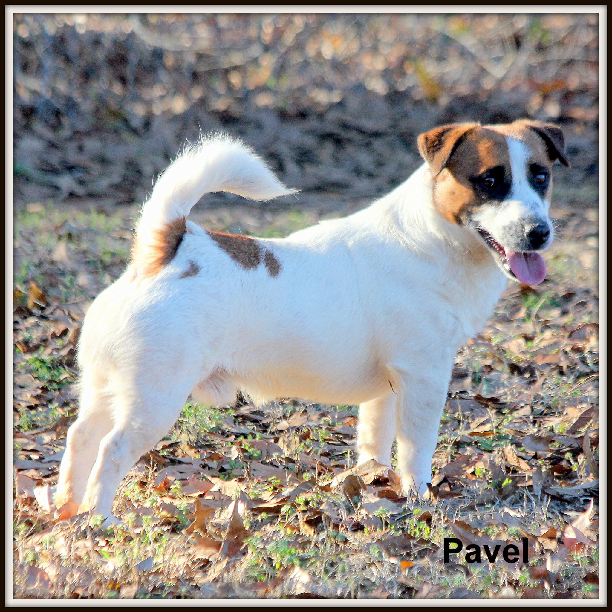 Jack Russells For Sale in Louisiana | Russellville Farms