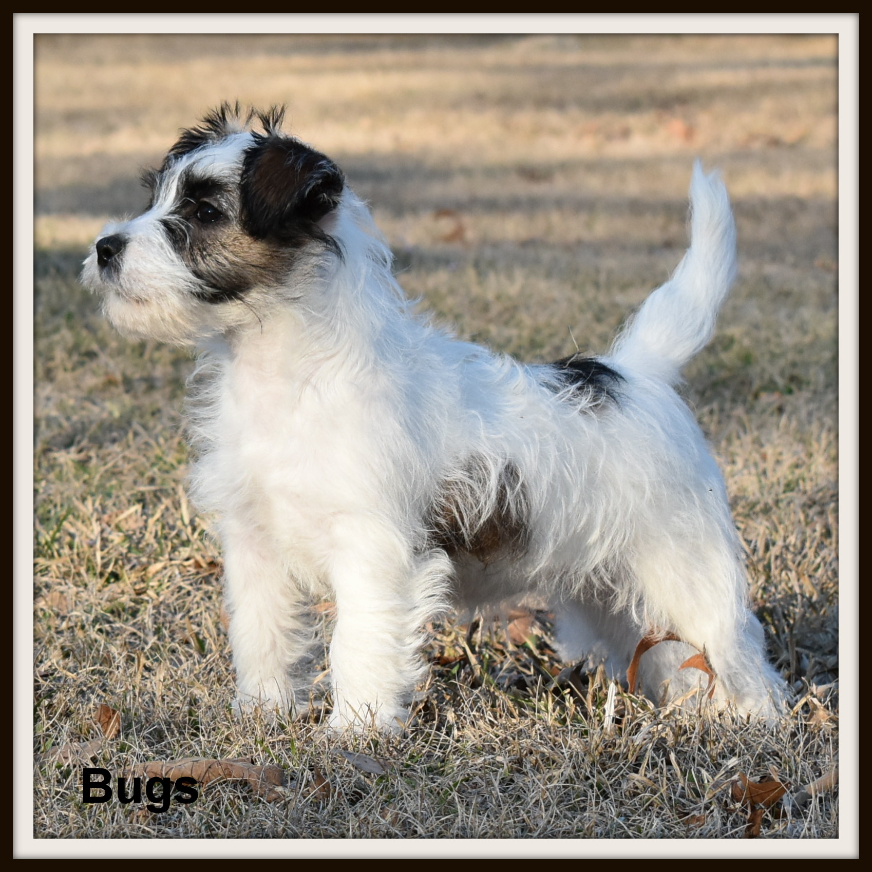Short Legged Jack Russell Puppies For Sale in Louisiana | Russellville ...