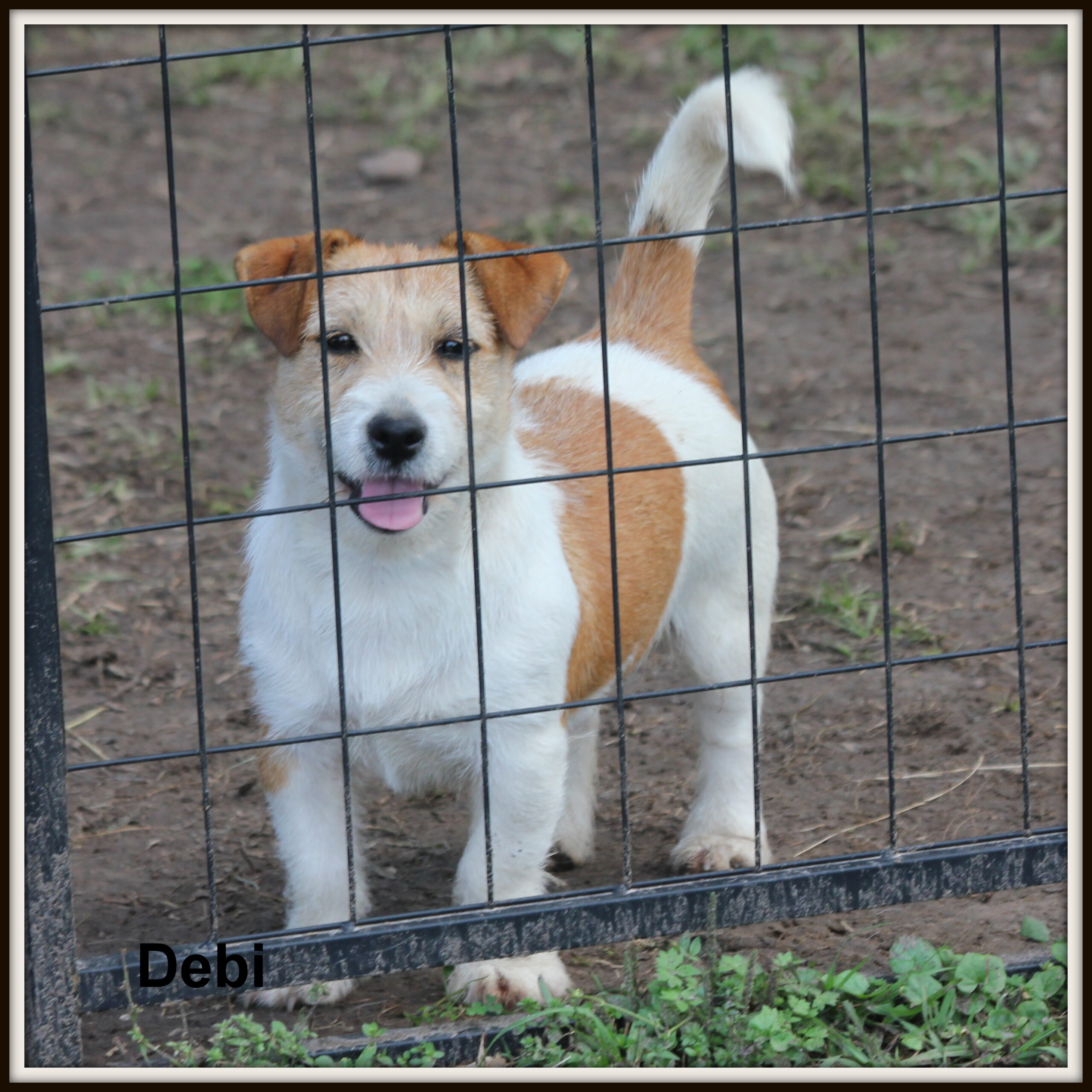 Russellville Debutante | Russellville Farms