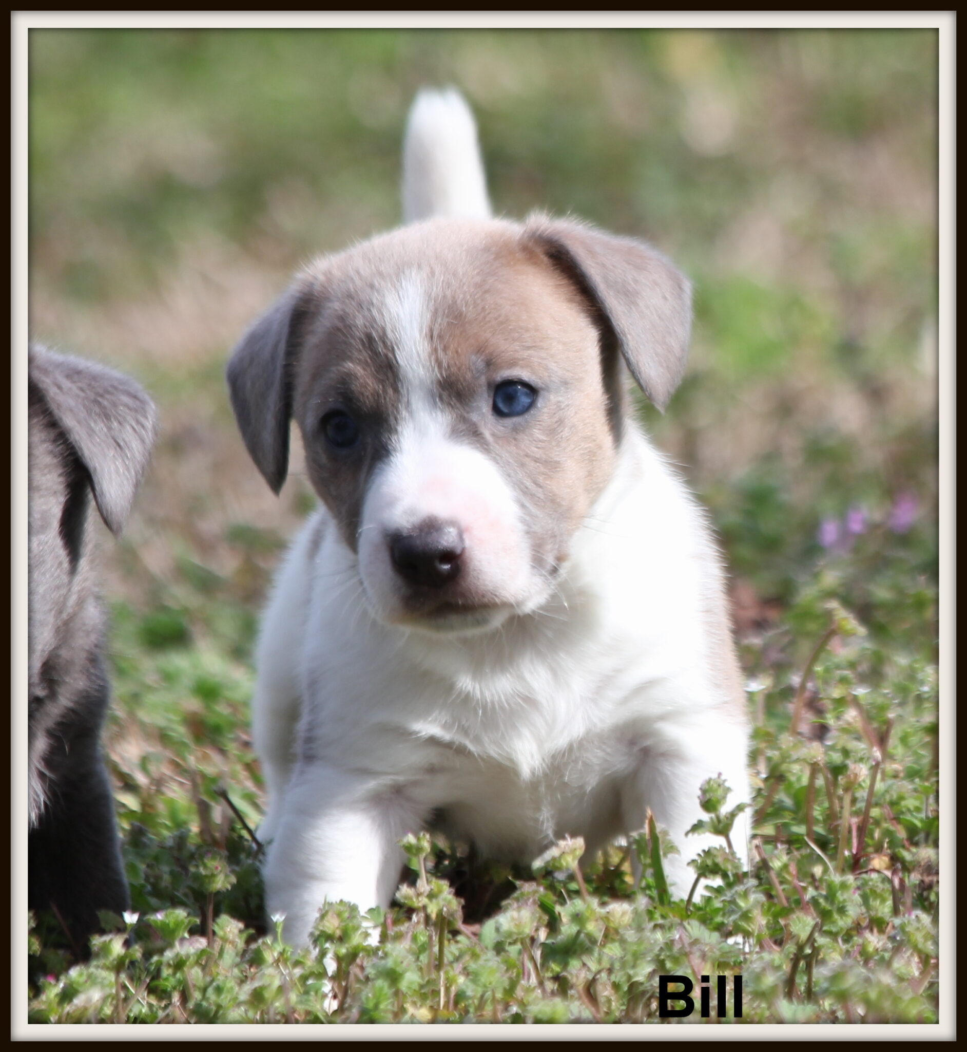 Louisiana Jack Russell Terrier, testimonials | Russellville Farms