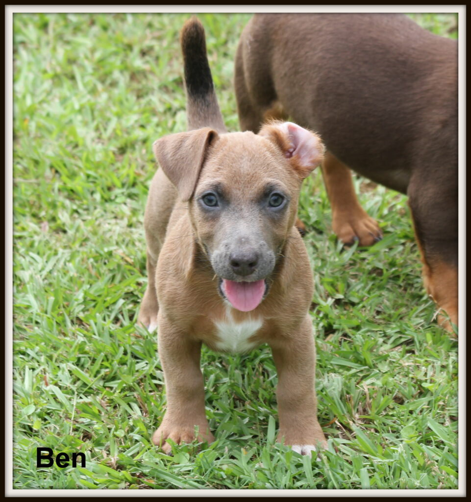 Louisiana Jack Russell Terrier, testimonials | Russellville Farms