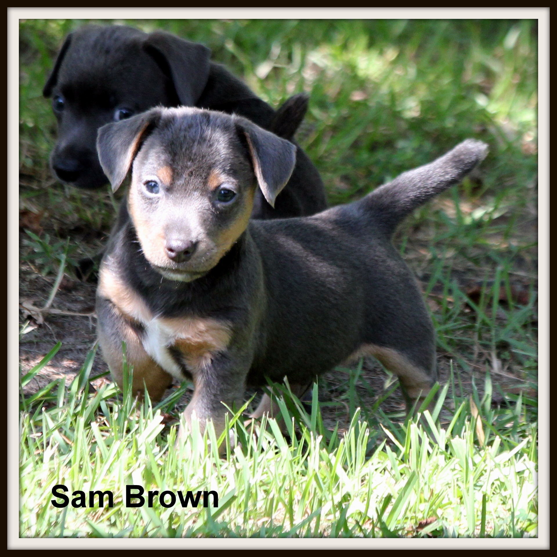 Louisiana Jack Russell Terrier, testimonials | Russellville Farms