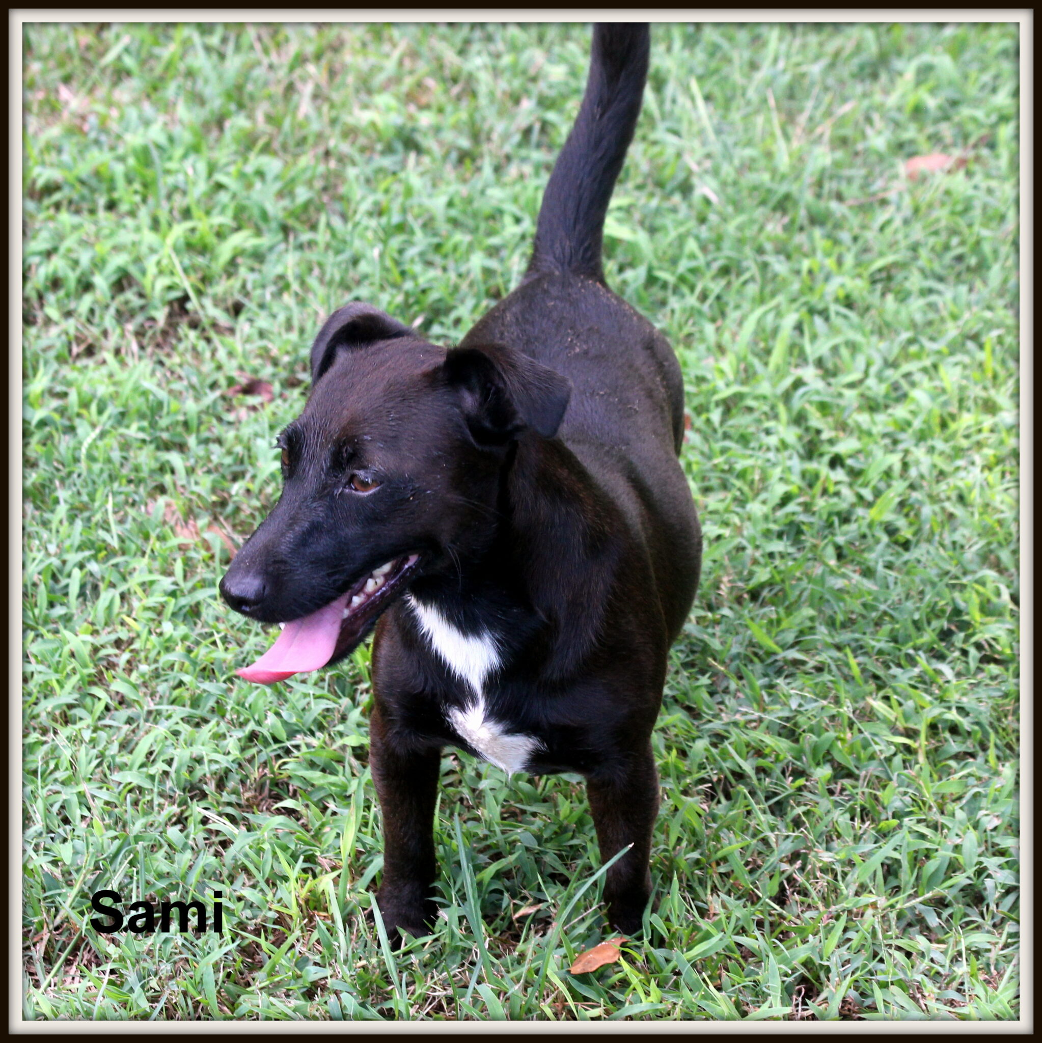 Hunt Terrier Puppies For Sale in Louisiana | Russellville Farms