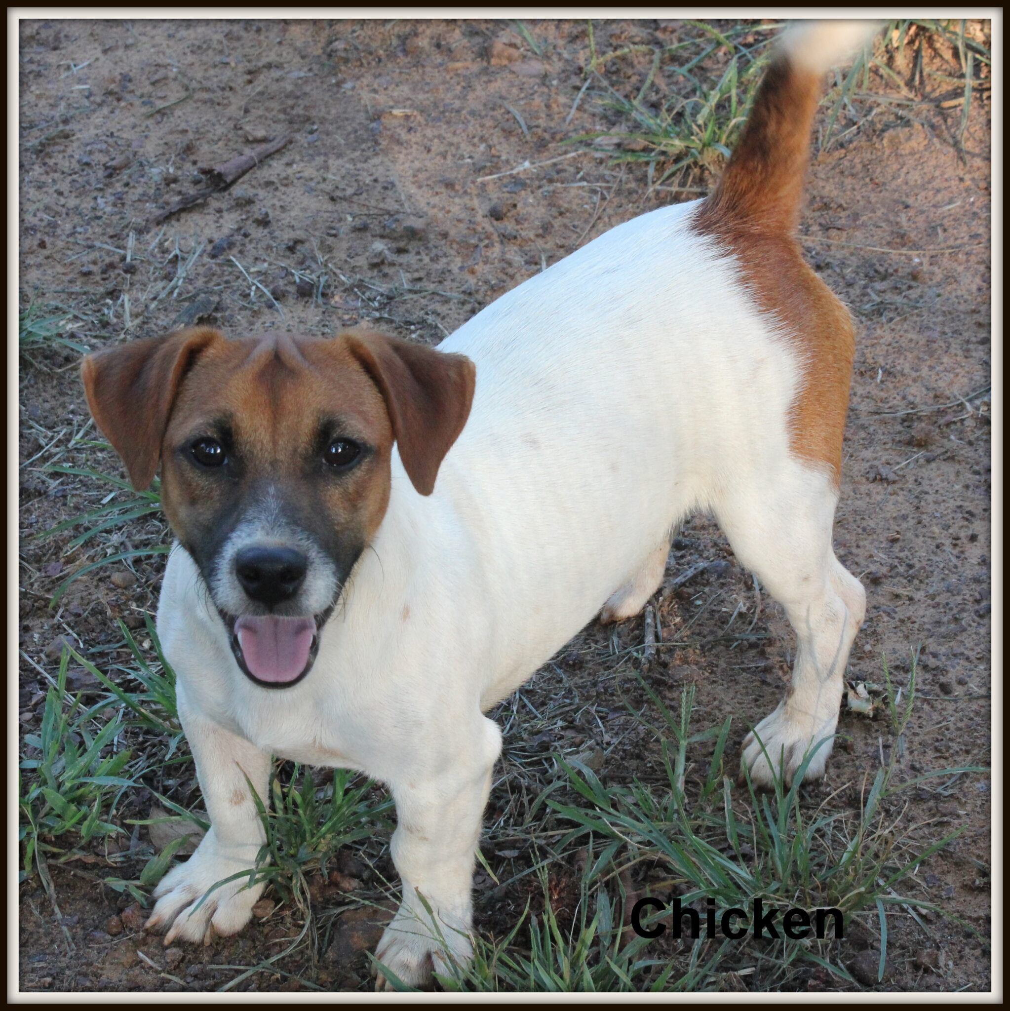 Jack Russells For Sale in Louisiana | Russellville Farms