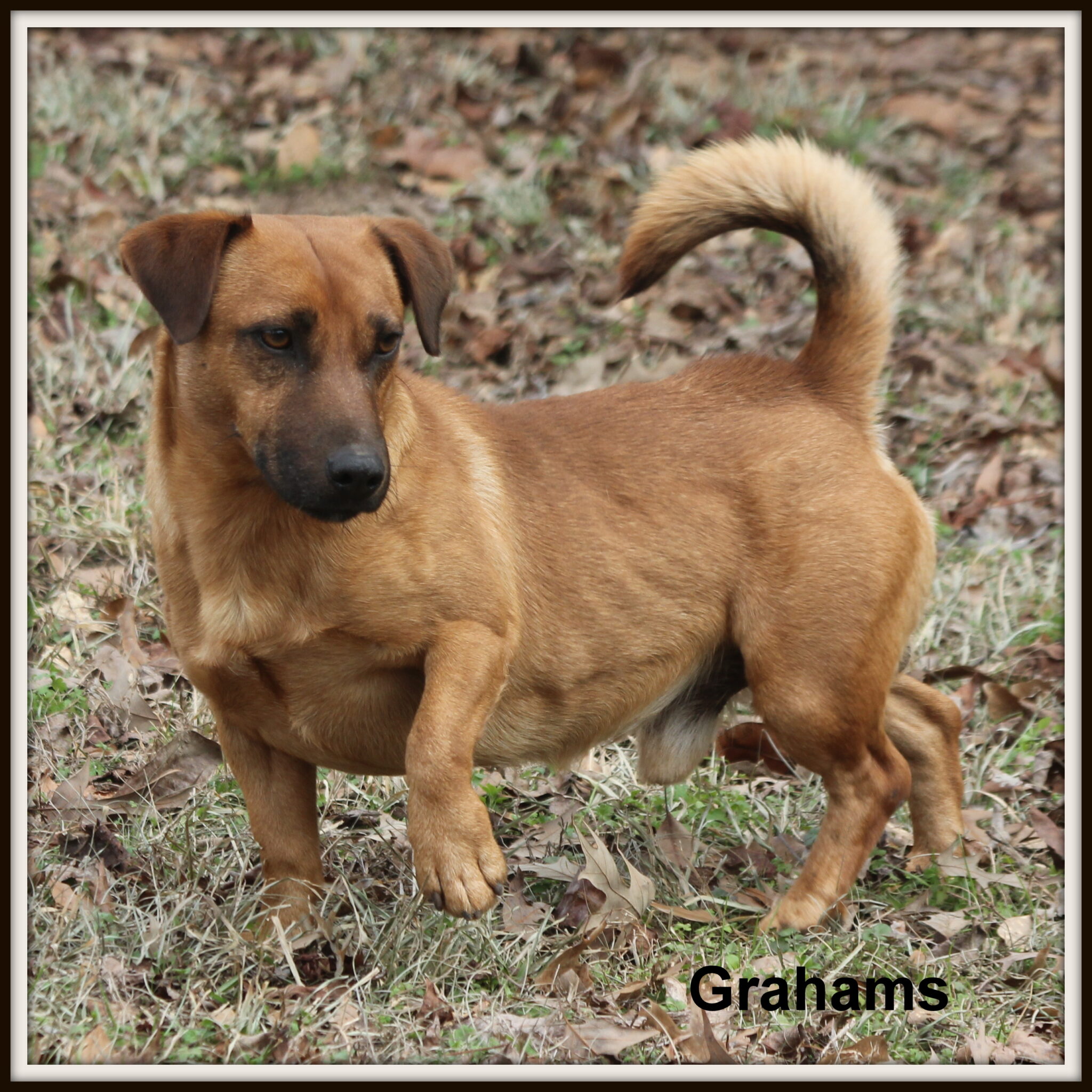 Hunt Terrier Puppies For Sale in Louisiana | Russellville Farms