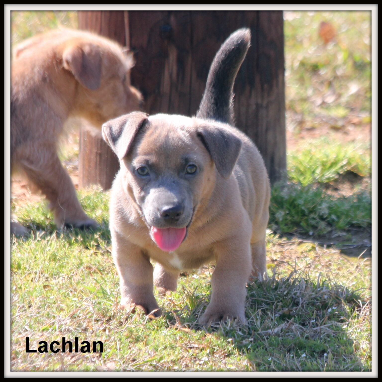 Louisiana Jack Russell Terrier, testimonials | Russellville Farms